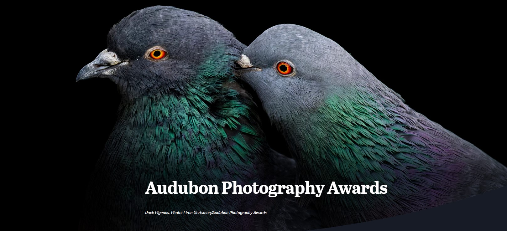 10 Wildlife Photo Contests to Enter in 2024